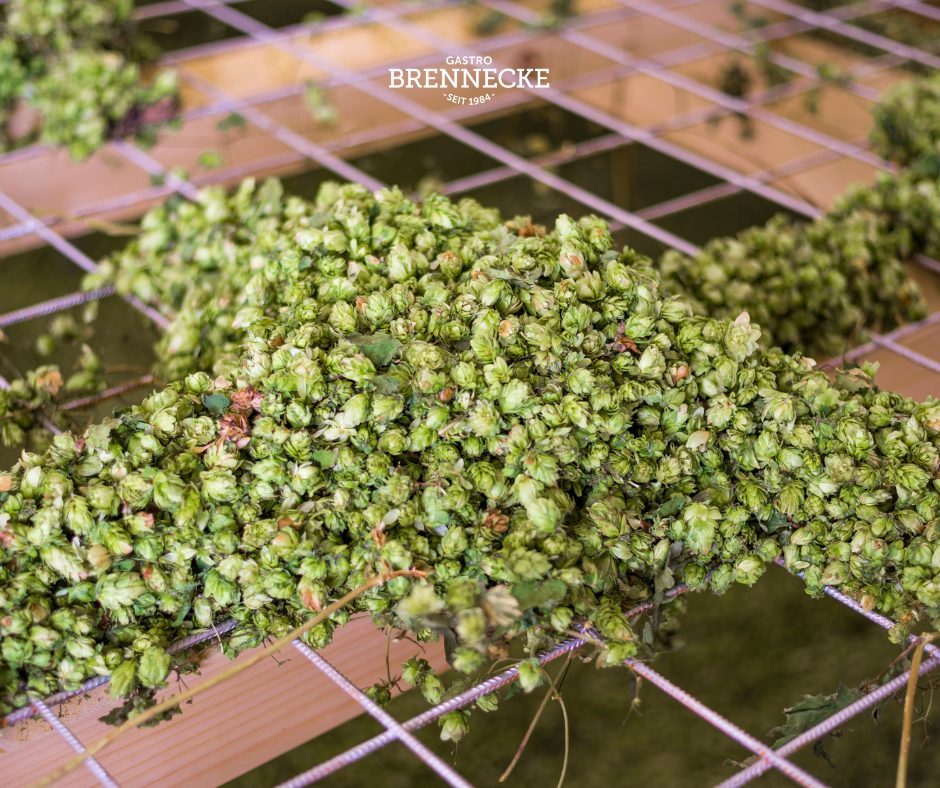 Wie geht Kalthopfung? - Gastro Brennecke Blog